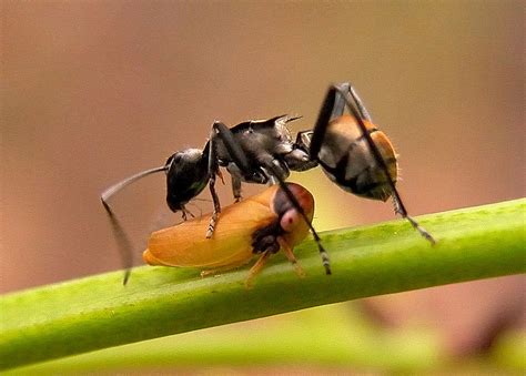 Yellow Brown Treehopper Ipoella Brunneus