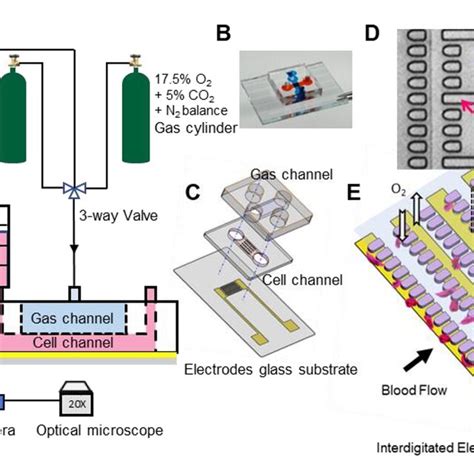 Experimental Setup For The Proof Of Conception Of The Microfluidic Download Scientific Diagram