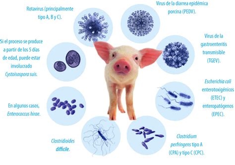 Diarrea Neonatal En Cerdos Resultados Del Uso De Enteroporc Coli Ac® En Granjas Españolas