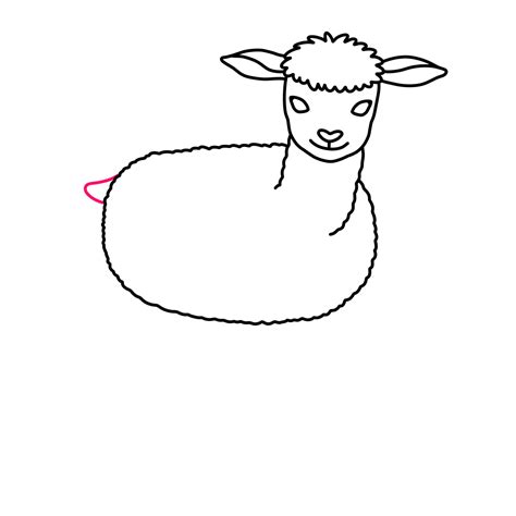 How To Draw A Lamb Drawing With Dawn