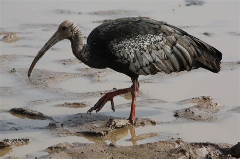 សត្វ ស្លាប ជិត ផុត ពូជ នៅ ដែន ជម្រក លំផាត់ អាចមានសង្ឃឹម ឡើងវិញ
