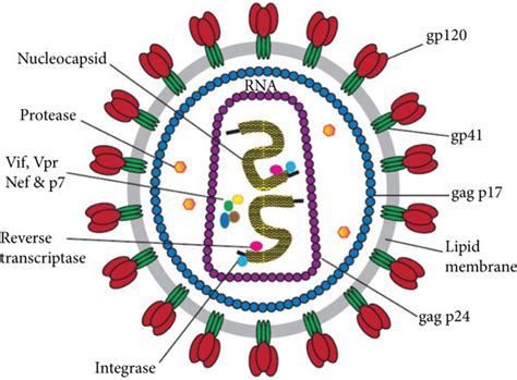 The Diagrammatic Description Of The Model And Hiv Virus Download