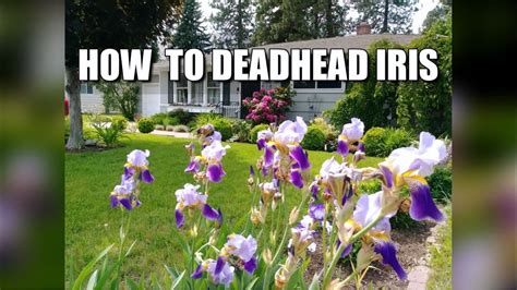 Iris Plant Deadhead At Jett Arkwookerum Blog