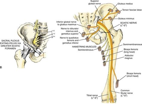 Hip Clinical Gateclinical Gate