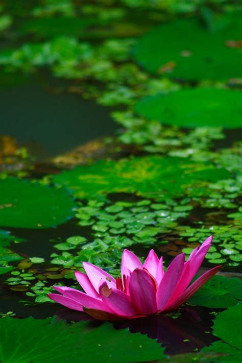 Water Lilly Free Photo Download Freeimages