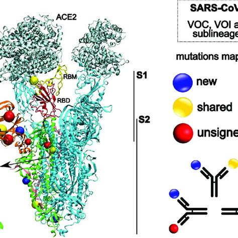 Structural Representation Of The Sars Cov 2 Spike Glycoprotein Pdb Download Scientific Diagram