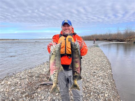 Chum Salmon Are Spawning In North Slope Rivers University Of Alaska Researchers Find