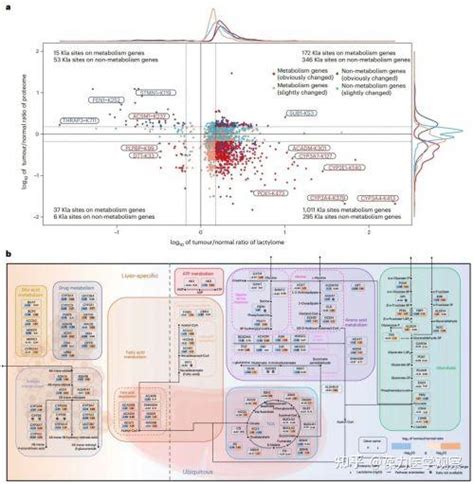 Nature 揭示蛋白赖氨酸乳酸化修饰促进肝癌增值和转移的重要机制 知乎