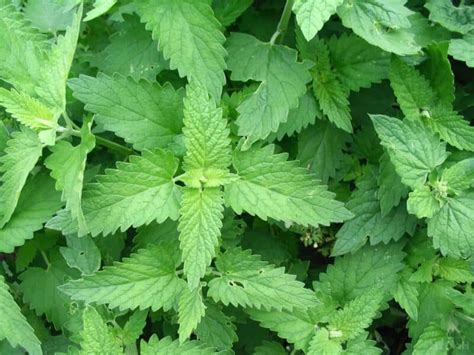 Catnip An Edible Herb You Should Grow • New Life On A Homestead