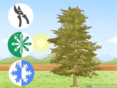 How To Prune Conifers 14 Steps With Pictures Wikihow