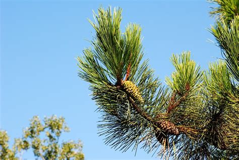 Pine Sky Green Free Photo On Pixabay Pixabay