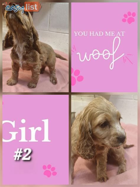 0 Items For Sale In Australia