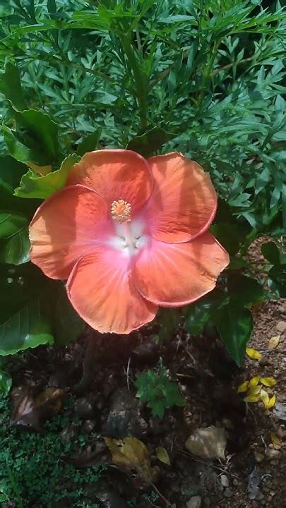 පුළුවන් නම් කියන්න මල මොකක්ද කියලා Youtube