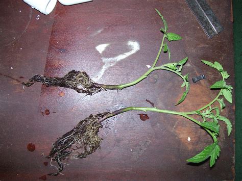 Recirculating Hydroponics 4 Steps Instructables