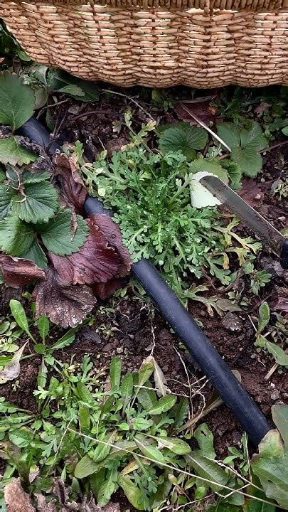 Yenilebilir Bitkiler Garden Organikmeyve Nature Doğa Plants Food Youtube