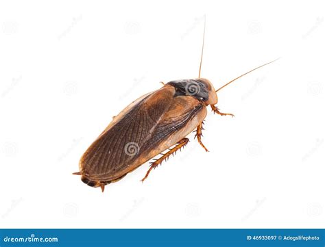 Large Flying Cockroach Stock Image Image Of Waterbug 46933097