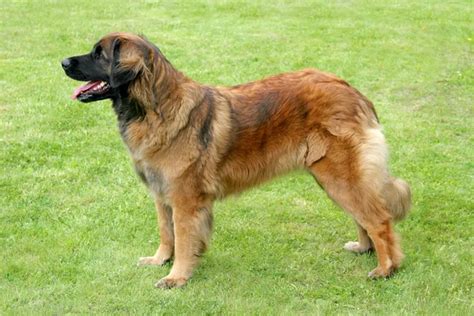 Leonberger Husky Mix