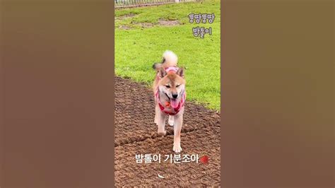 뚱땅뚱땅 쑥스러운 강아지 시바견 Youtube