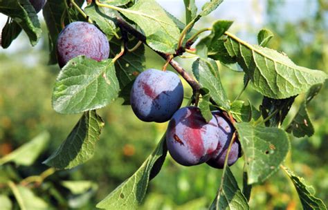 Български храни и продукти Chef And Gastro образователна програма за гастро и хотелиерската