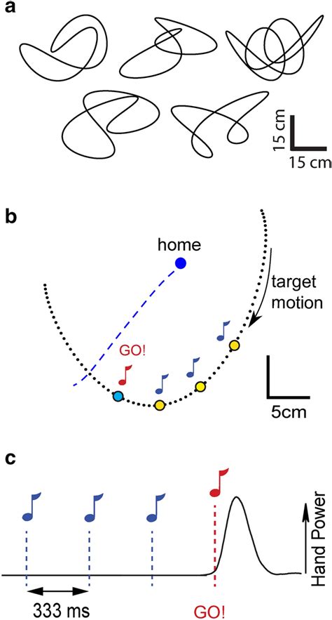 experimental protocol a the 5 paths created for the target movement
