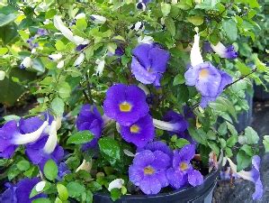 Kings Mantle Florida Nursery Mart