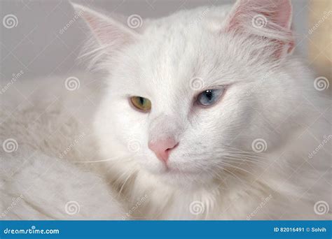 White Norwegian Forest Cat With Blue Eyes