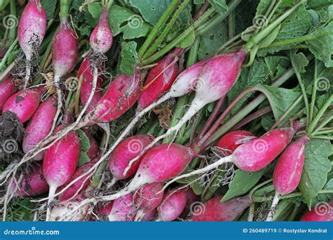 Radish Root Garden Plant Food Stock Image Image Of Agriculture External 260489719