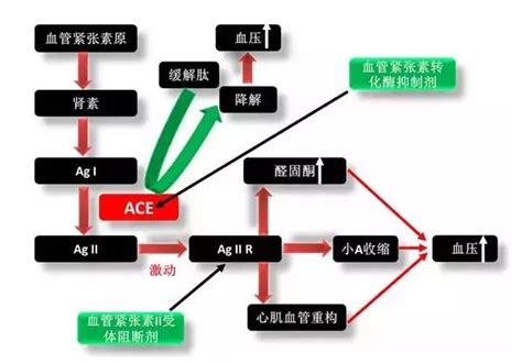 钙通道阻滞剂钙离子通道阻滞剂通道蛋白第5页大山谷图库 钙通道阻滞剂钙离子通道阻滞剂通道蛋白第5页大山谷图库