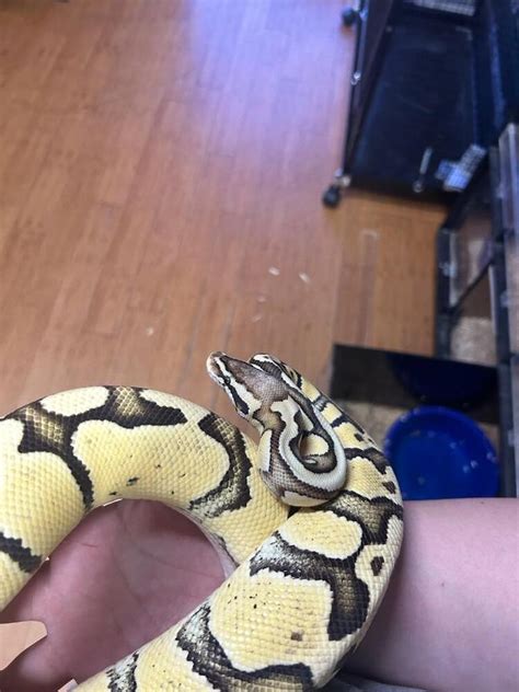 Mystery Morph Identification Ball Pythons Morphmarket Reptile Community