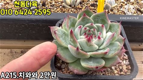 주말 금다육 2부 ~ ~ 대품우각 닮은 기적금 모주용 귀한 실버복륜금 대품 큐티금 0325 Youtube