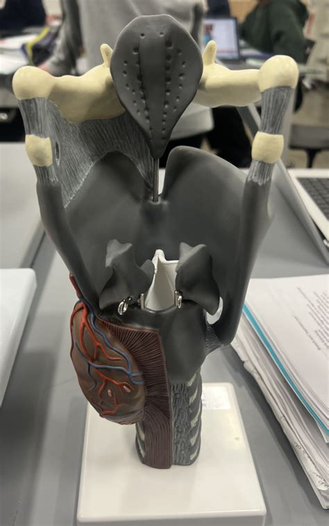 Resp System Diagram Quizlet