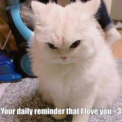 Angry Cat Memes