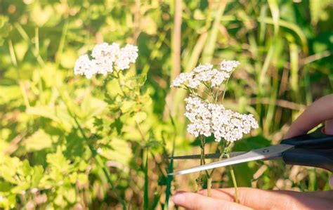 Yarrow Is Fairly Low Maintenance But Cutting Back Before The Growing