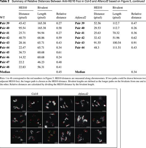 Sample Quantitative Analysis Of Anti Hei10 Immunostaining Inferring Co