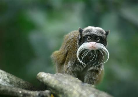 Emperor Tamarin Facts Habitat Lifespan Predators Pictures And More