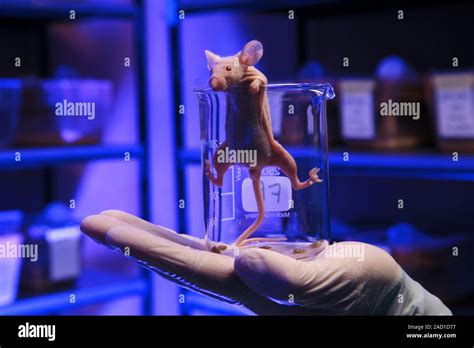 Bald Laboratory Mutant Mouse Mus Musculus Such Mutant Mice Have A