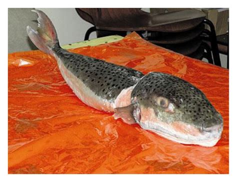 Severe Tetrodotoxin Poisoning After Consumption Of Lagocephalus