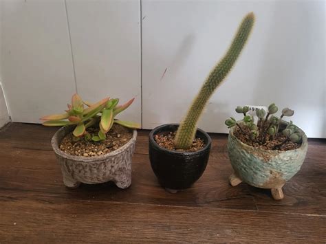 다육 당근 중고거래