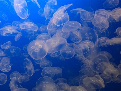 Moon Jellies At The Monterey Bay Aquarium 4032 X 3024 Oc Scrolller