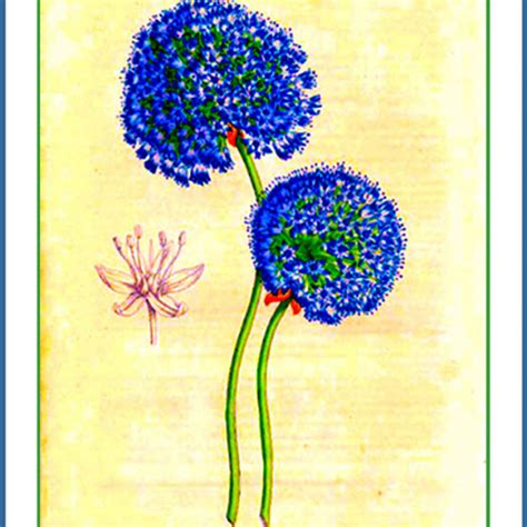 Blue Of The Heavens Allium Caeruleum Plant Care And How To Grow Water