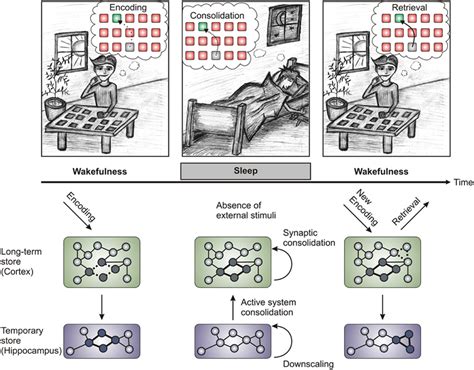 Schematic Of The Proposed Memory Processes Upper Panel Memory Download Scientific Diagram