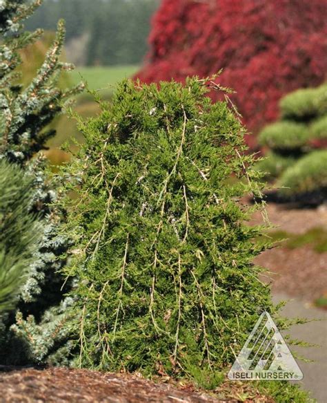 Juniperus Virginiana ‘pendula Hickory Hollow Nursery And Garden Center