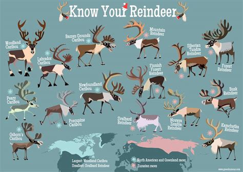 Reindeer Caribou