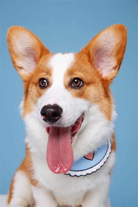 宠物 摄影 宠物摄影 白里透红萝卜头 原创作品 站酷 Zcool