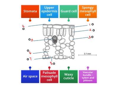 Leaf Cross Section Teaching Resources Leaf Cross Section Teaching Resources