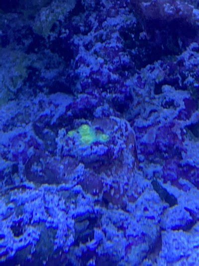 Lime Green Goni Growth Reef2reef