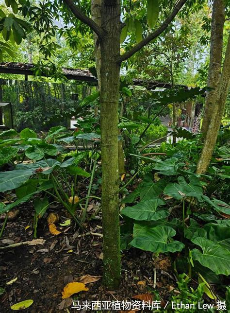 马来西亚植物资料库