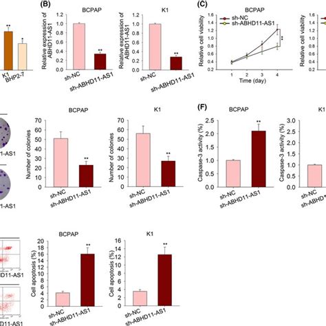 Abhd11‐as1 Knockdown Suppressed Cell Proliferation And Induced Cell