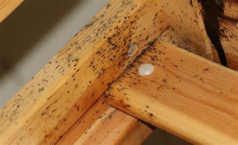 Does Lysol Kill Bed Bugs Expert Guide To Pest Control