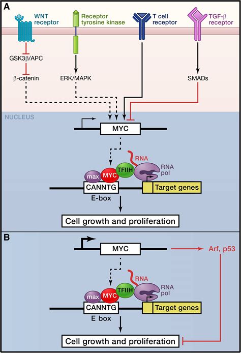 MYC On The Path To Cancer Cell